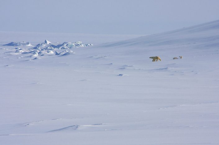 Where do polar bears den? – Norsk Polarinstitutt