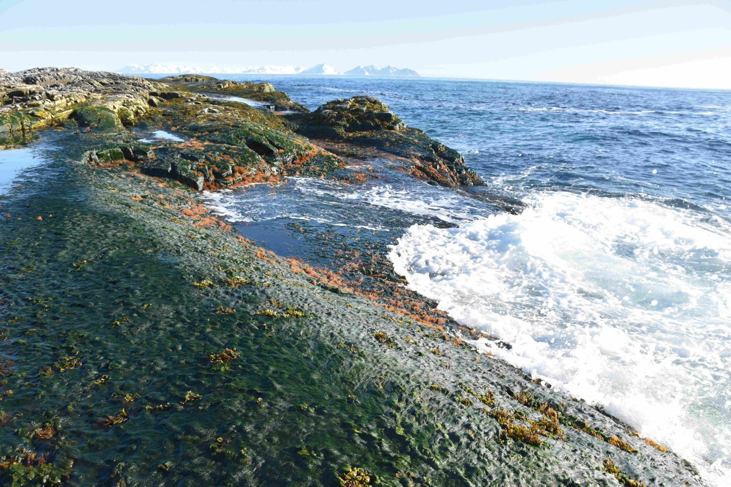 Intertidal Zone Paddling Over Manhattan: The Intertidal Zone's Big